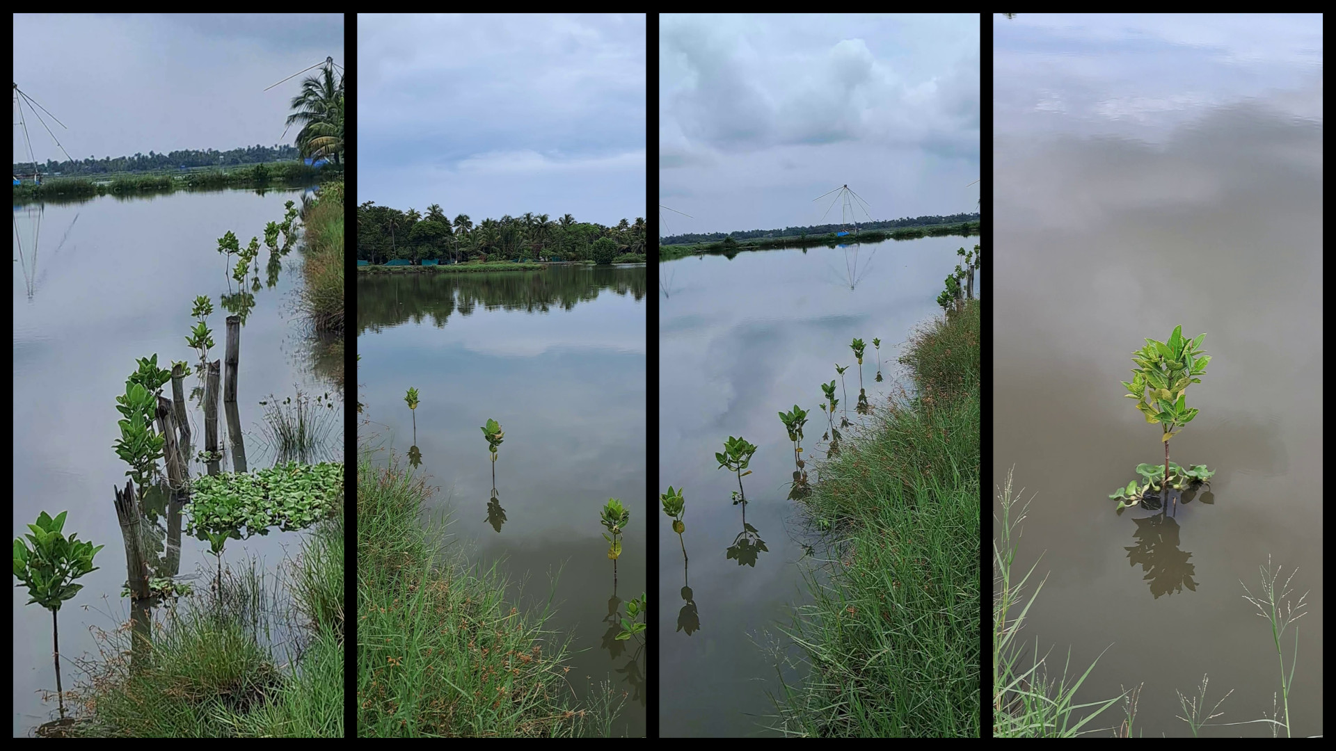 Celebrating a Year of Mangrove Restoration: A Joint Effort with Sustera ...
